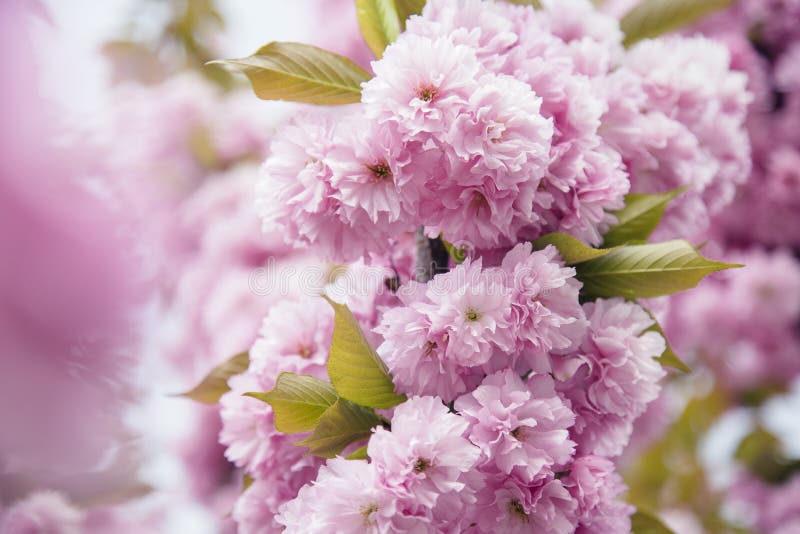 Flowers Sakura Flowering on Spring Sakura Tree. Nature Stock Photo ...
