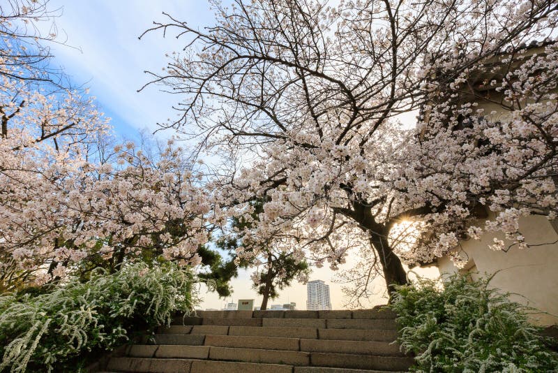 Flowers sakura spring stock image. Image of ecology - 106411359