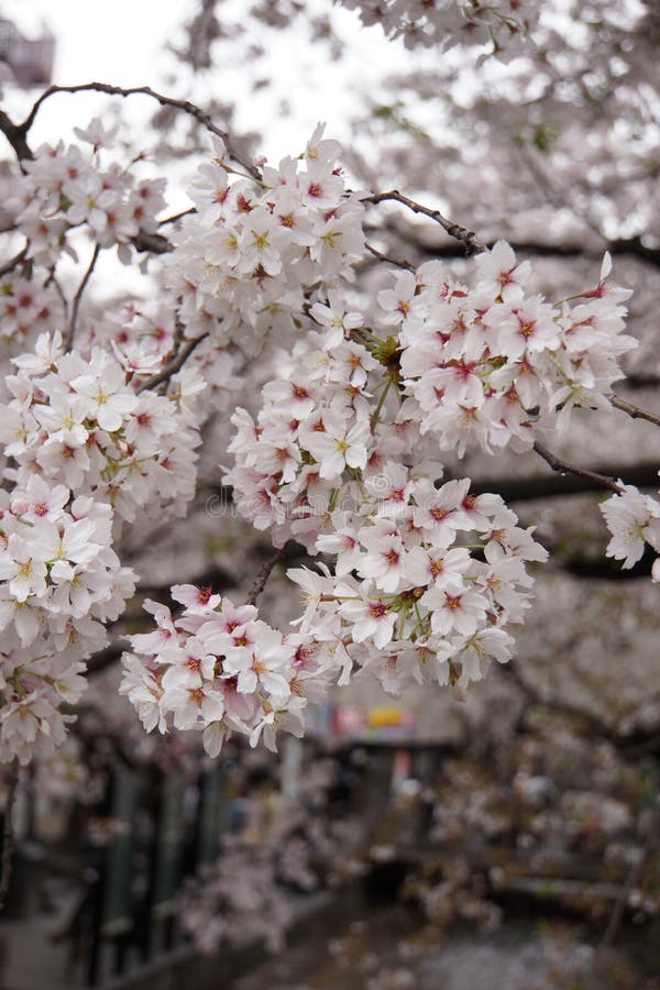Flowers sakura spring stock photo. Image of full, fall - 106412710