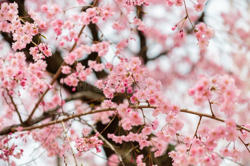 Flowers sakura spring stock photo. Image of full, beautiful - 106414014