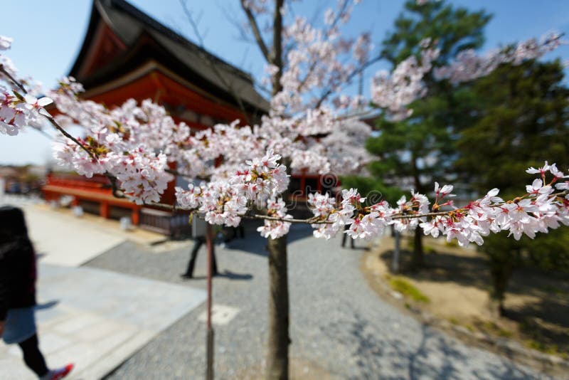 Flowers sakura spring stock photo. Image of japan, enjoy - 106414430