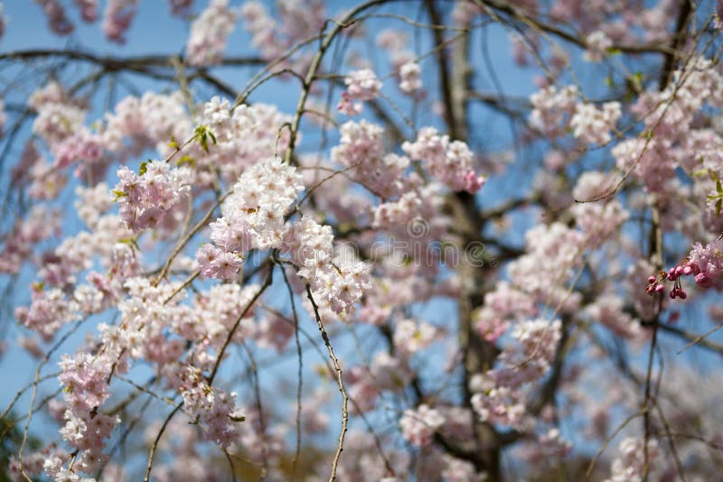 Flowers sakura spring stock photo. Image of fall, ecology - 106414538