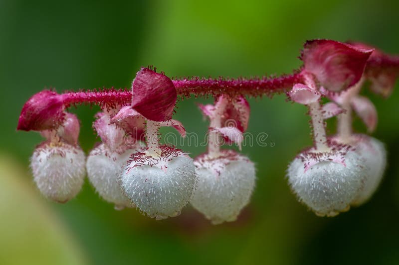 Flowers of Salal stock photo. Image of herb, spring - 287976866