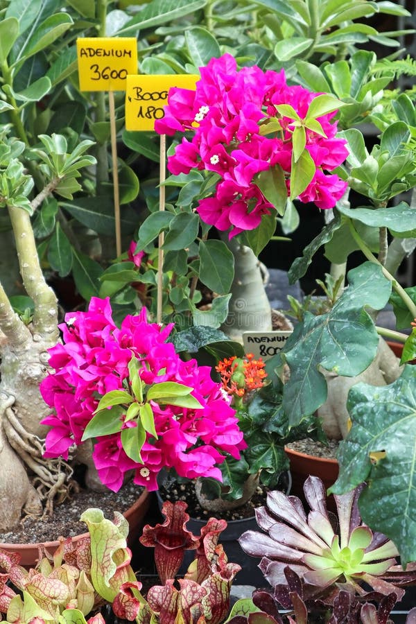 Flowers for Sale Outdoor in Summer Time Stock Image - Image of flower ...