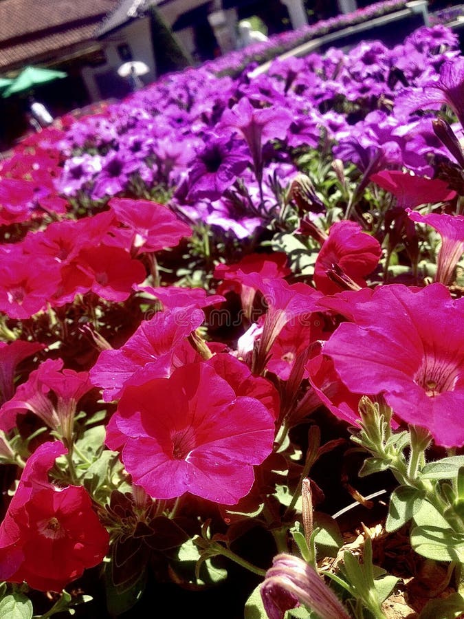 Flowers stock image. Image of flower, nature, garden - 208198093