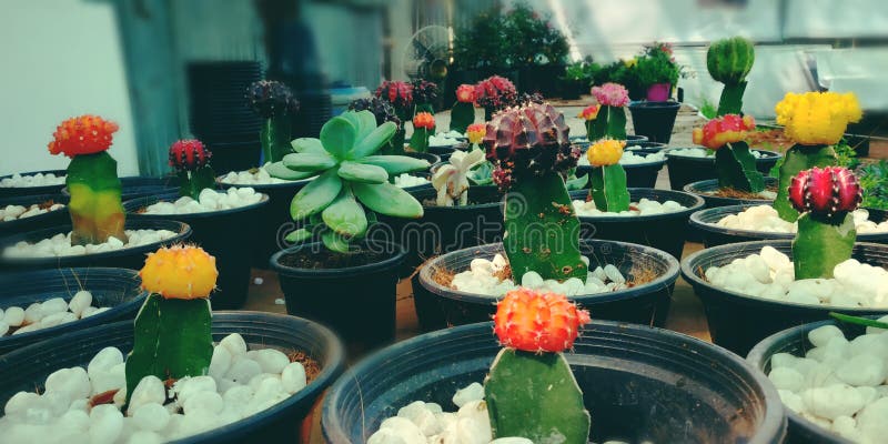 Flowers stock image. Image of plant, colurs, flowers - 139888205