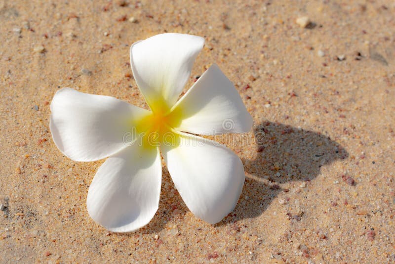 Flowers on sand stock photo. Image of transport, tourism - 139547488