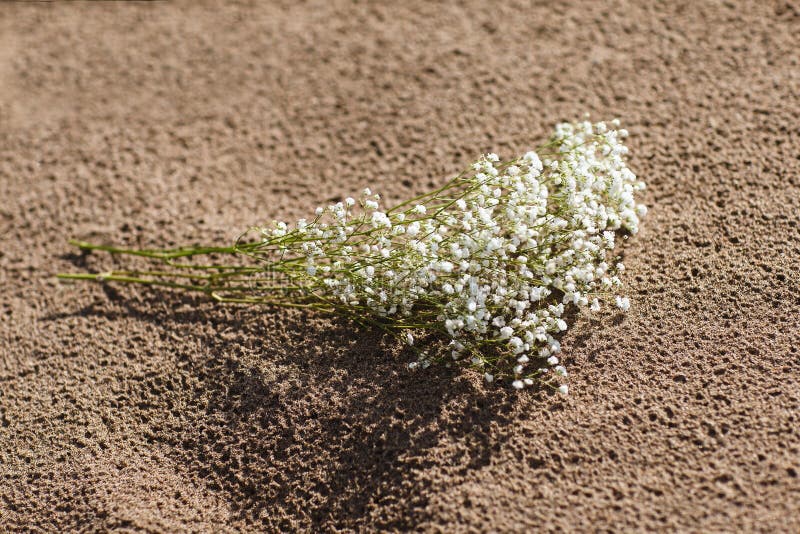 Flowers on the sand. stock image. Image of flowers, bright - 65311801