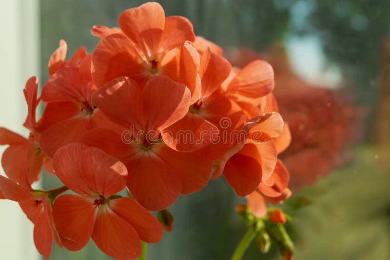 Flowers the Scarlet GeraniumÑ Ñ , Close-up. Stock Image - Image of ...