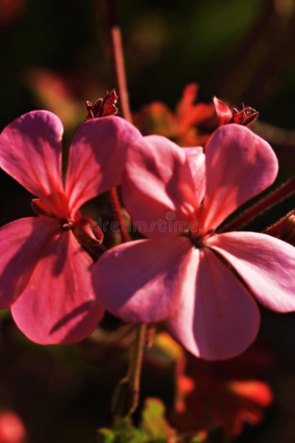 Flowers of Scarlet Geranium Growing Outdoors Stock Photo - Image of ...