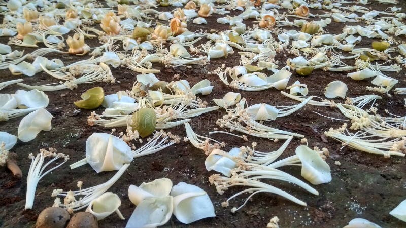 Flowers Scattered on the Ground Stock Photo - Image of beautiful, sweet ...