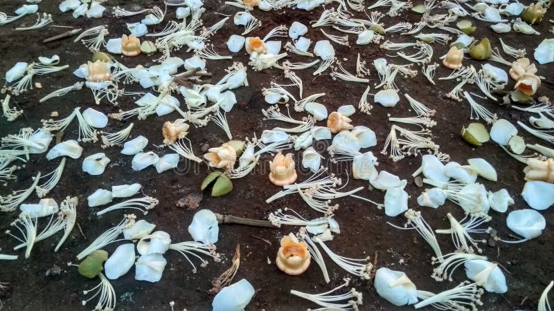 Flowers Scattered on the Ground Stock Photo - Image of beautiful, sweet ...