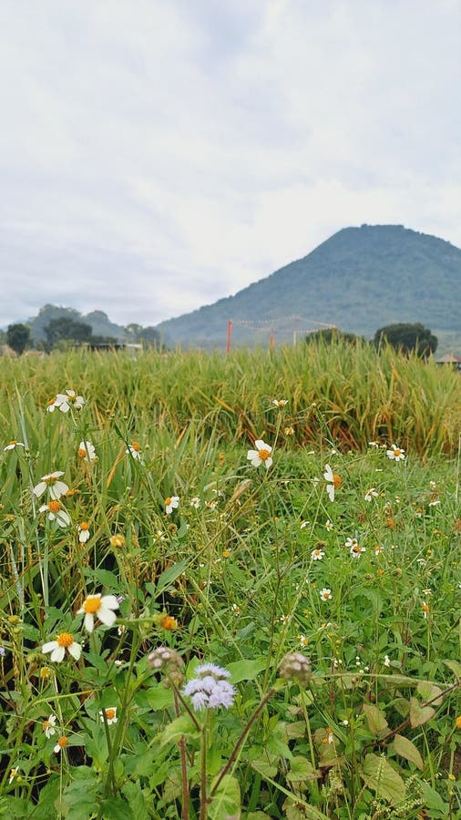 Flowers Scenery at Haruman Mountain, Indonesia Stock Photo - Image of ...
