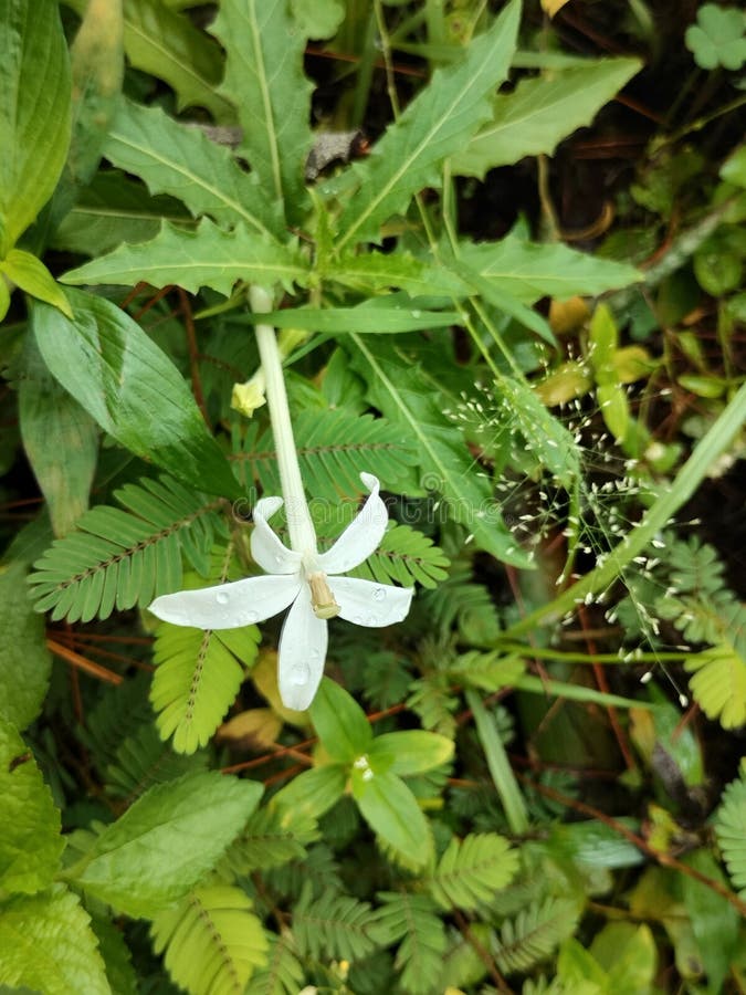 The School Garden is Decorated with Beautiful Trees and Ornamental ...