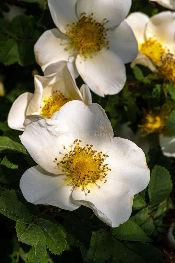 Scotch Rose Shrub Blooming with Pink Roses Stock Image - Image of ...