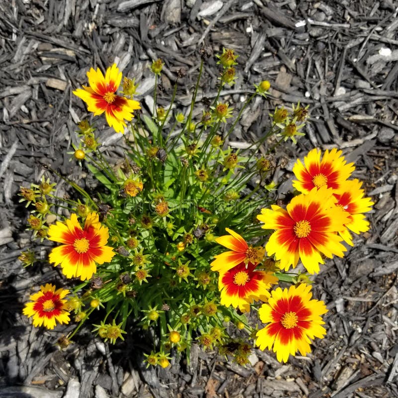 These Flowers Scream, & X22;Ta Da!& X22; Stock Image - Image of herb ...