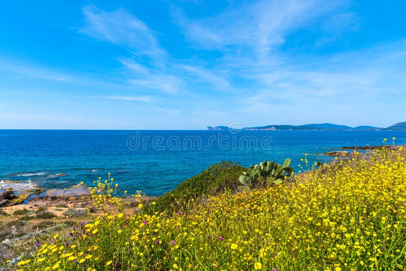 Flowers by the Sea in Alghero Stock Image - Image of sunny, coastline ...