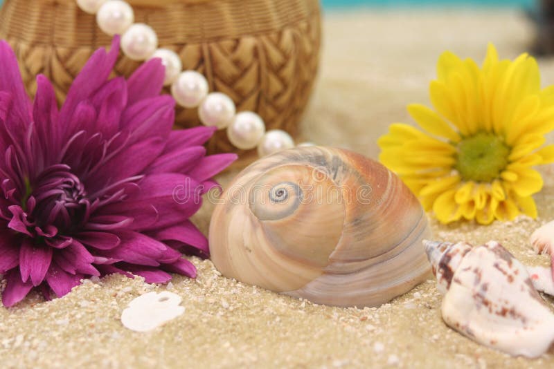 Flowers and Sea Shells stock photo. Image of aqua, spring - 5843808
