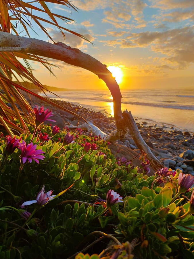 Flowers by the Sea at Sunset Stock Photo - Image of ocean, flowers ...