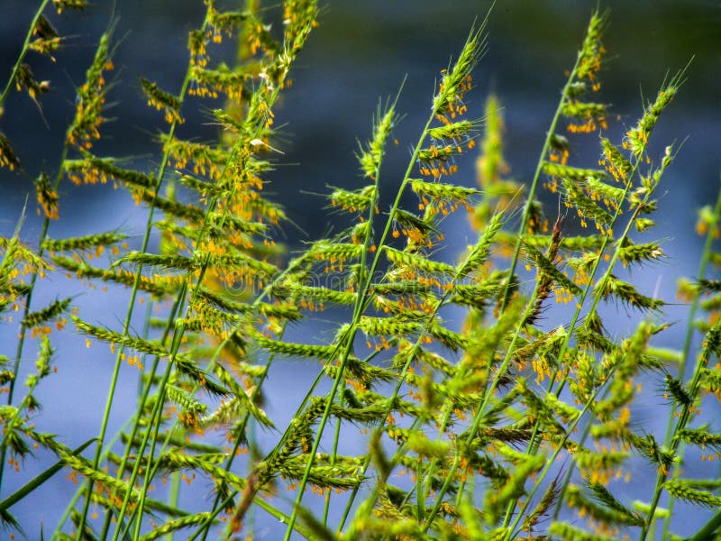 The Flowers and Seeds of Wild Plants Near River Stock Image - Image of ...