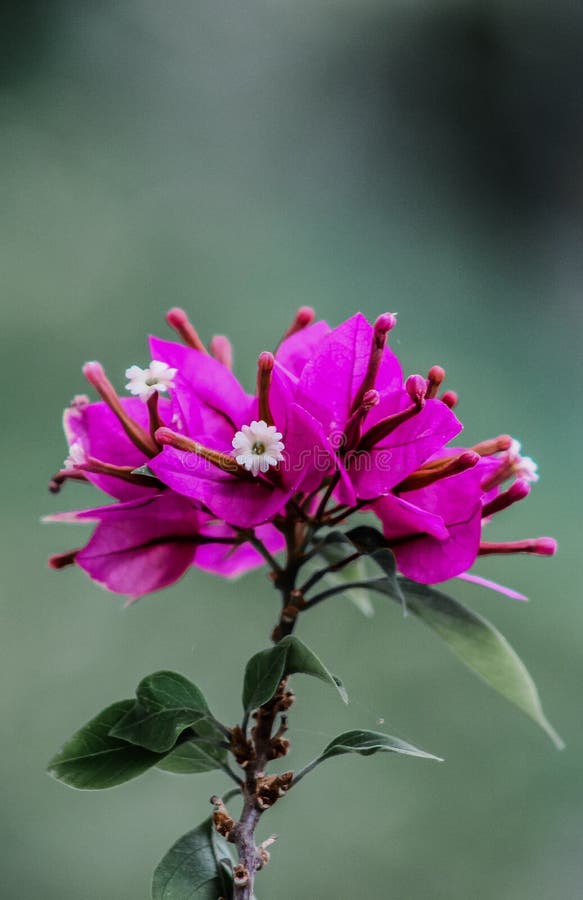 Flowers Seek the Source of Life Stock Photo - Image of life, seek ...