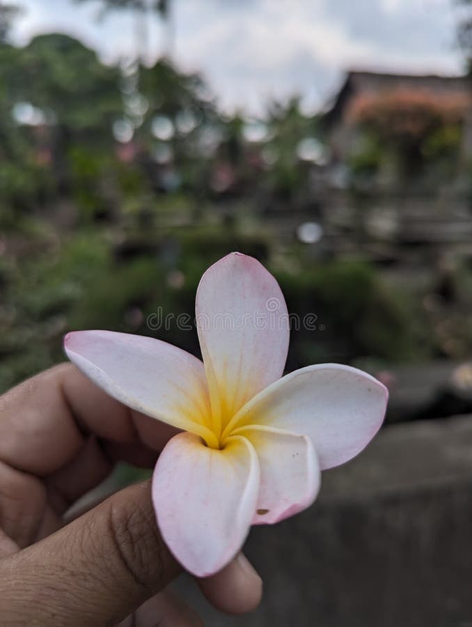 Flowers semboja stock image. Image of indonesian, flowers - 341232439