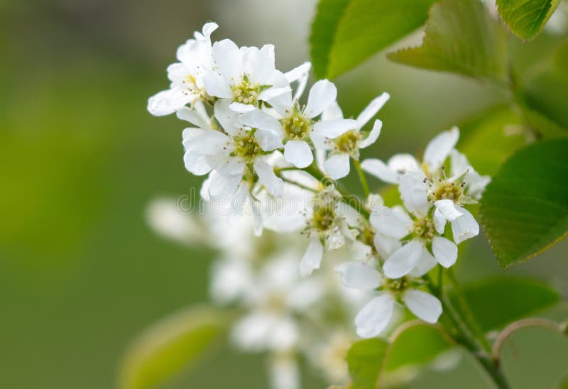 Flowers on the Serviceberry Tree in Spring. Close-up Stock Image ...