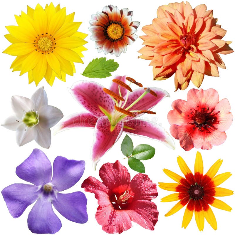 Flowers set stock photo. Image of pattern, flower, petal - 23486358