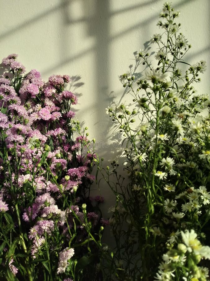 Flowers and Shadow stock image. Image of branch, bouquet - 207451083