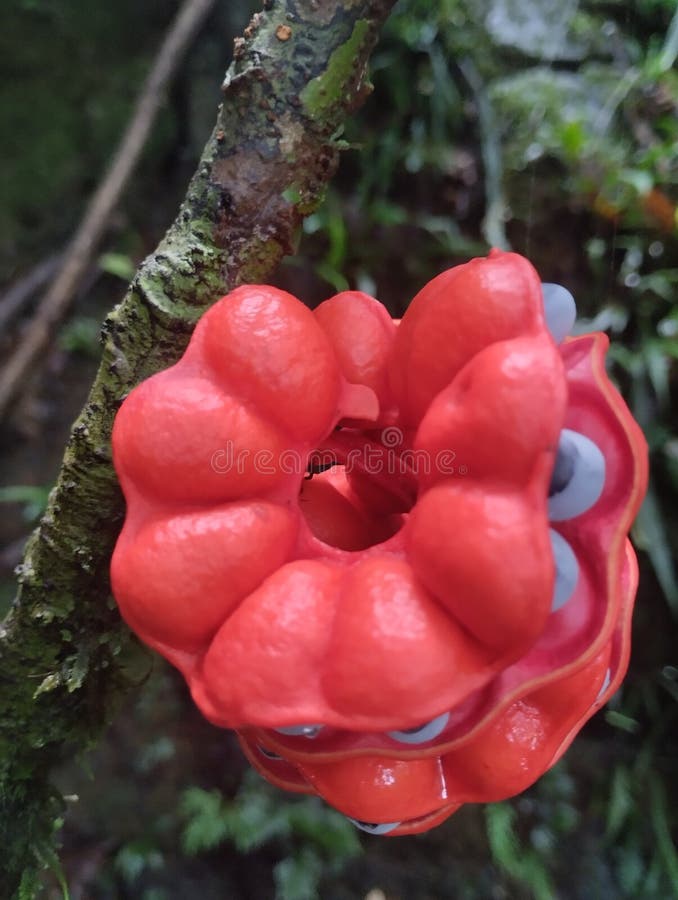 Flowers that are Shaped Like Fruit and are Circular in Shape Stock ...