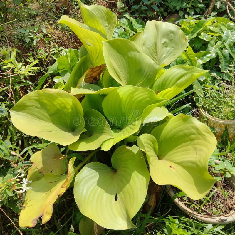 Flowers Shaped Like Vegetables Stock Photo - Image of flowers, green ...