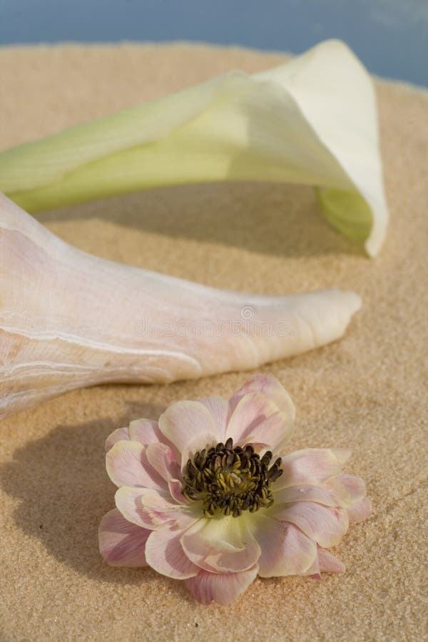 Flowers and Shell stock image. Image of blossom, blooming - 7877265