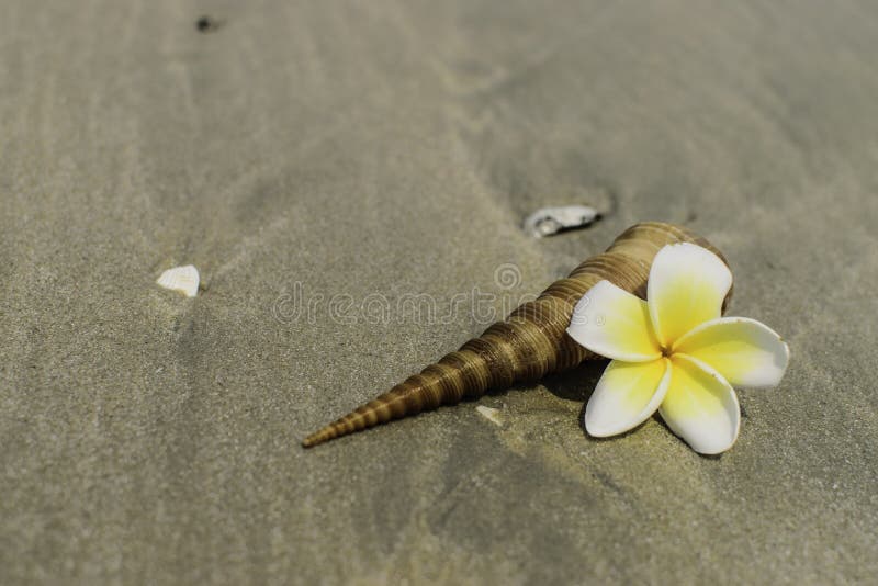 Flowers and shell on beach stock image. Image of yellow - 52057369