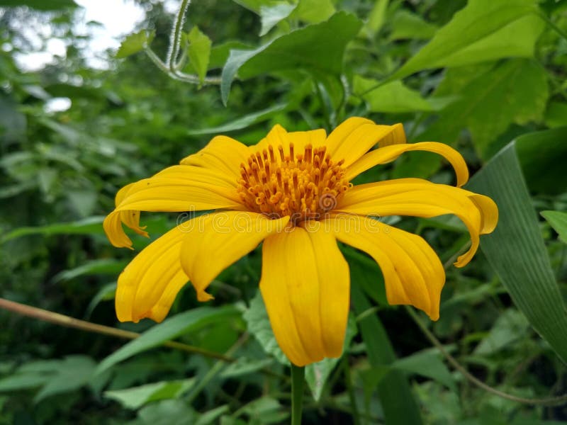 Flowers shine stock photo. Image of display, amazing - 76273192