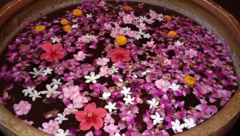 Flowers that shine stock photo. Image of shine, beauty - 150489898