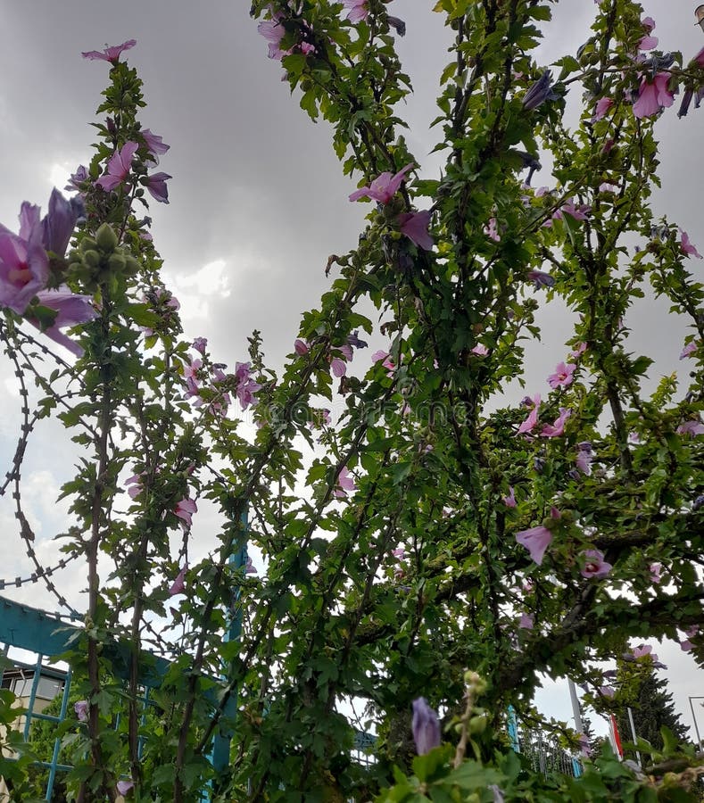 Flowers Shine on Green Trees Stock Photo - Image of green, trees: 260702488