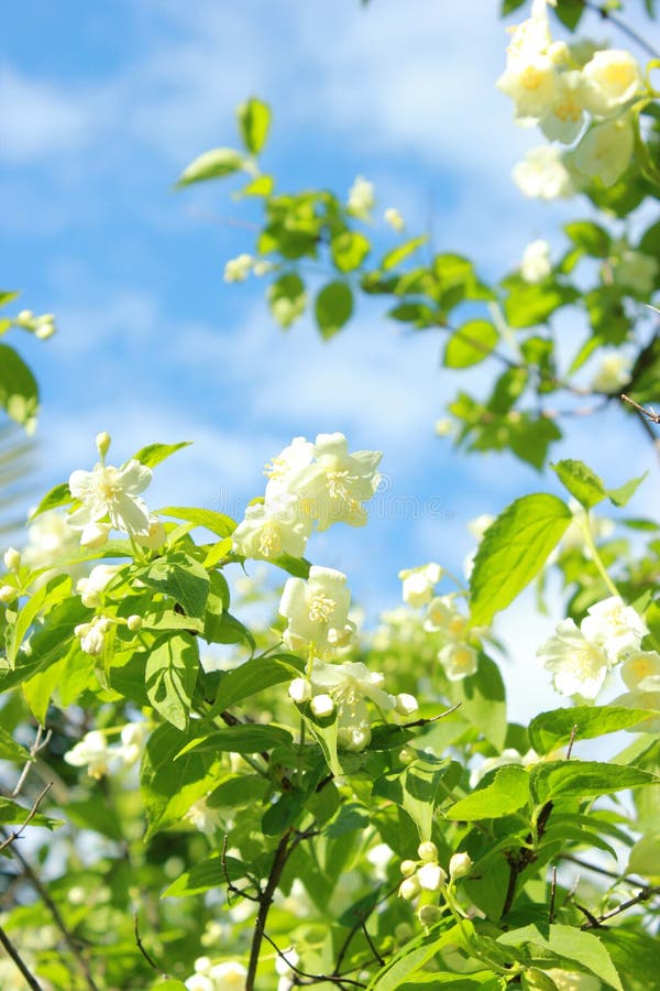 Flowers with Shining White Flowers on a Deep Blue Sky Stock Image ...