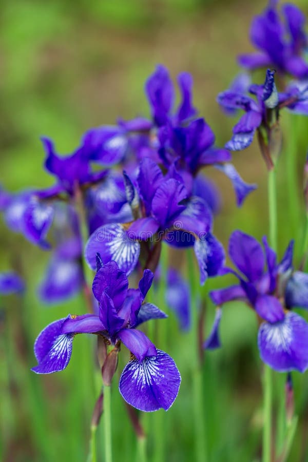 Flowers of Siberian Iris, Iris Sanguinea, Wetted by Rain Stock Image ... Flowers of Siberian Iris, Iris Sanguinea, Wetted by Rain Stock Image ...
