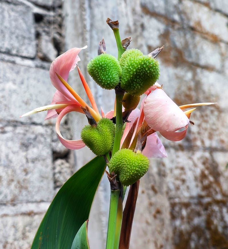 Flowers in the Side Garden are Beautiful Stock Image - Image of petal ...