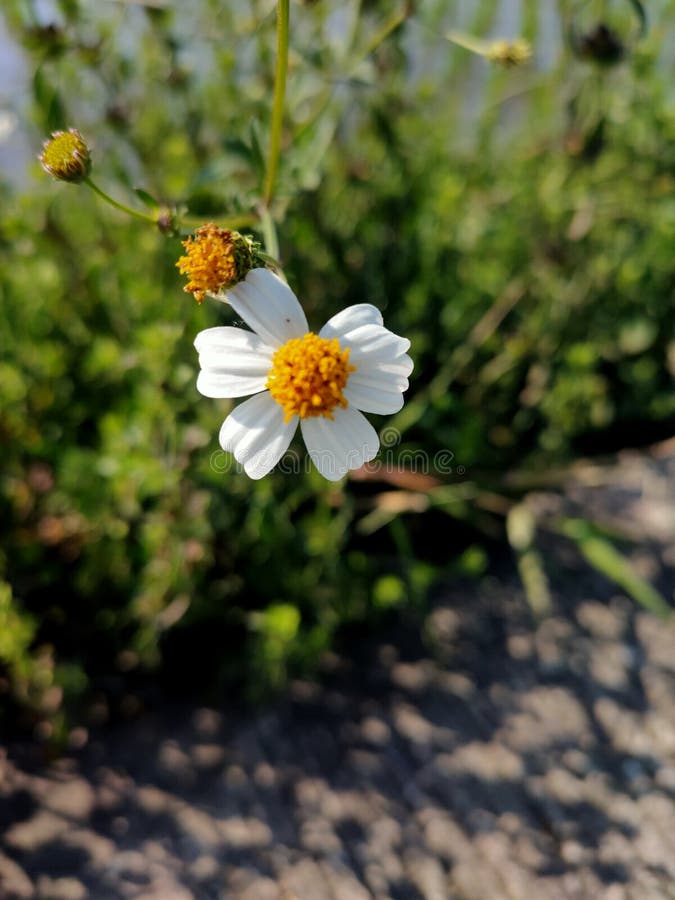 Flowers on the Side of the Road Stock Image - Image of flower, side ...