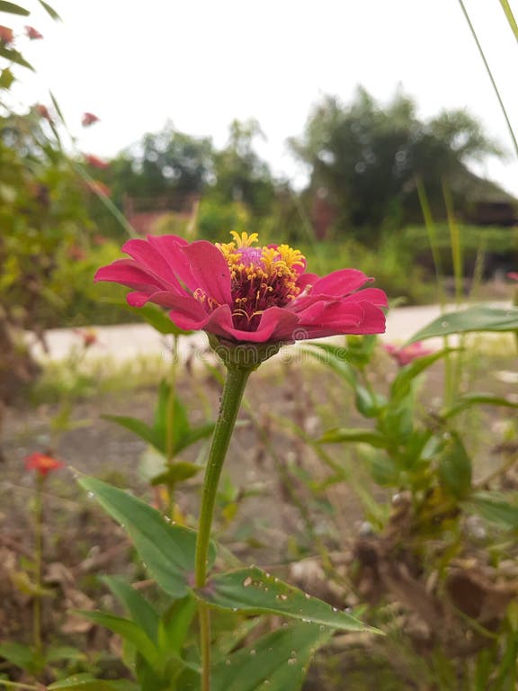 The Flowers on the Side of the Road Beauty Stock Photo - Image of ...