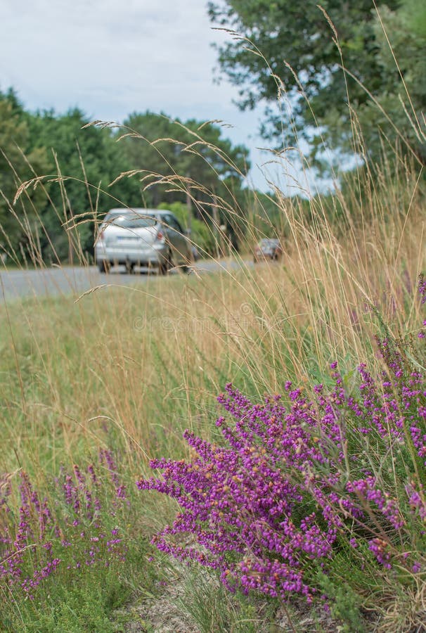 Flowers on the Side of the Road. Car Rides on the Road. Selective Focus ...