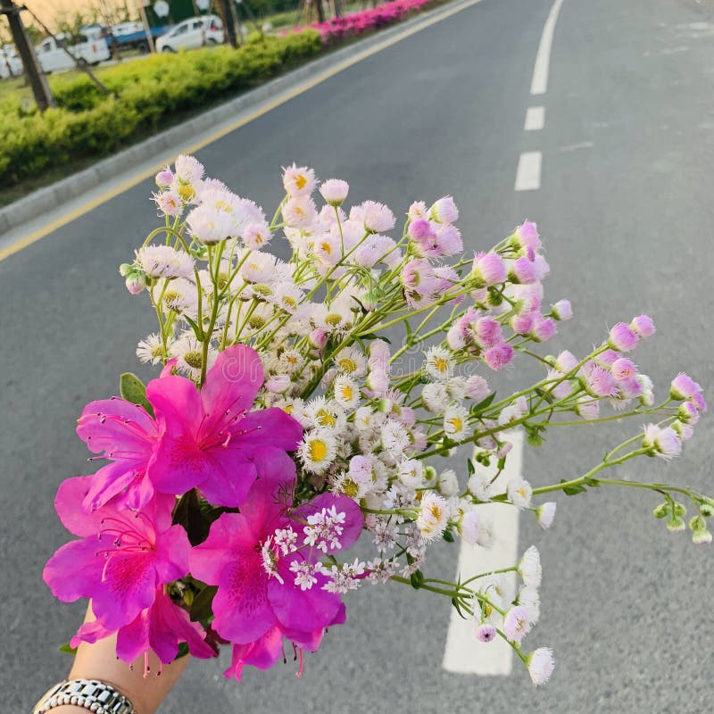 Flowers on the Side of the Road Stock Photo - Image of name, flowers ...