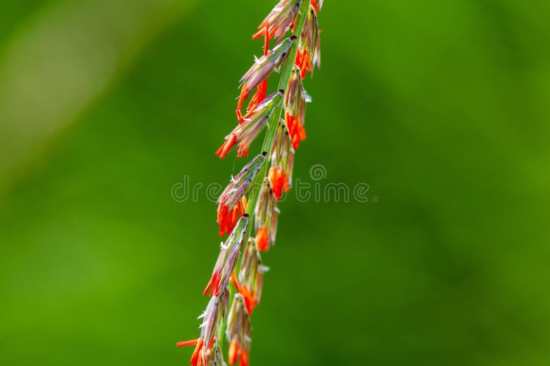 Flowers of Sideoats Grama, Bouteloua Curtipendula Stock Photo - Image ...