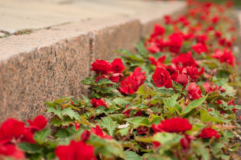 Flowers by the sidewalk stock photo. Image of flora - 101476074