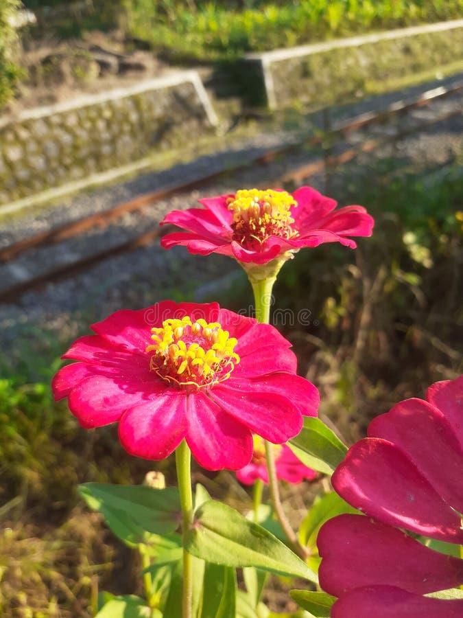Flowers sideways railway stock photo. Image of nature - 251569866