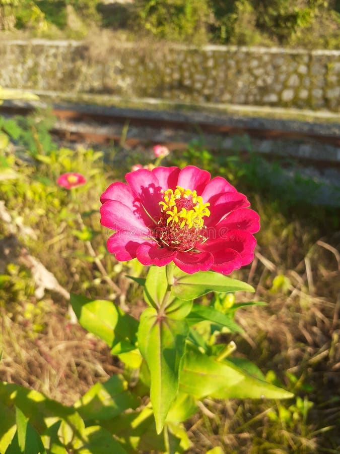 Flowers sideways railway stock photo. Image of wildflower - 251569900