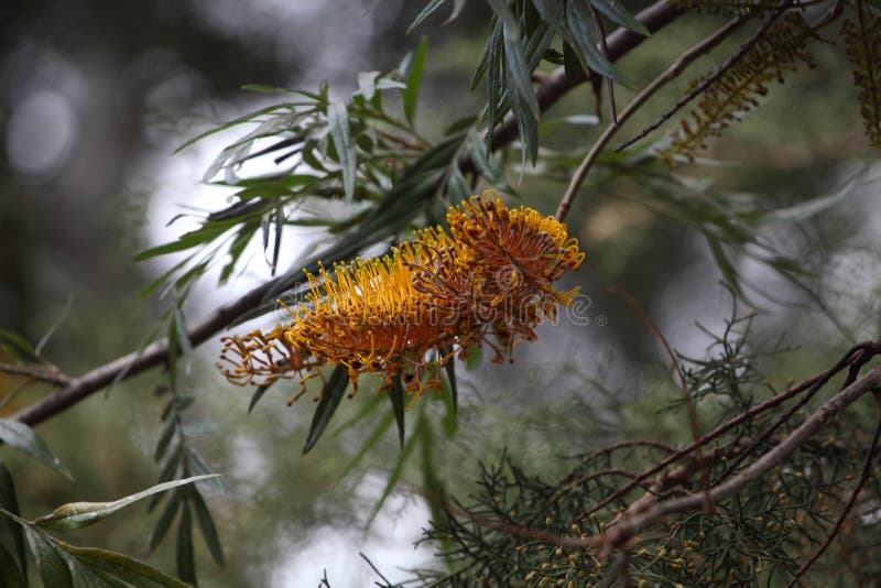 Flowers of a Silky or Silver Oak Tree Stock Image - Image of herb ...
