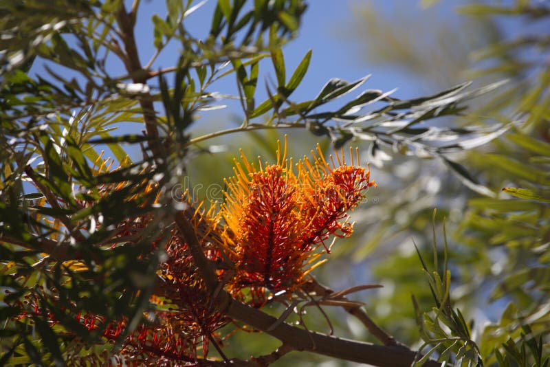 Flowers of a Silky or Silver Oak Tree Stock Photo - Image of ecological ...