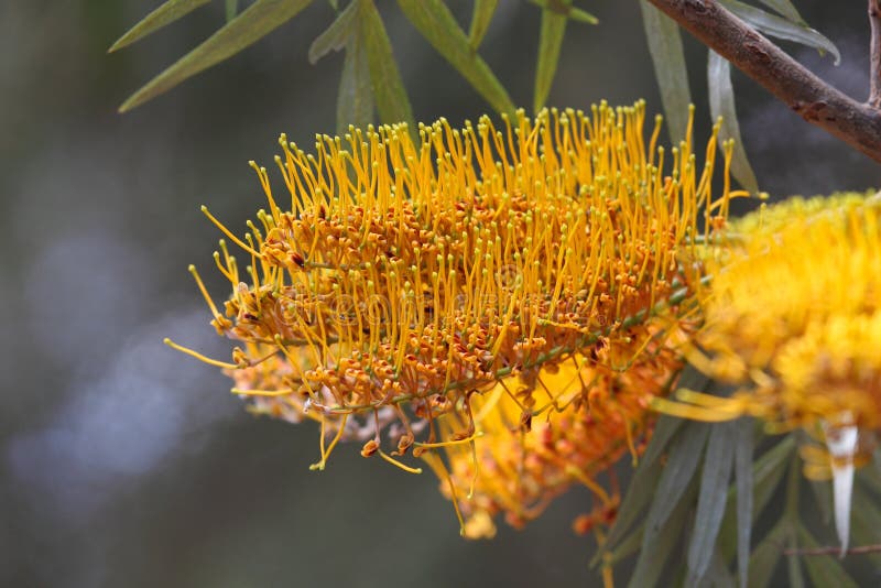 Flowers of a Silky or Silver Oak Tree Stock Photo - Image of plants ...